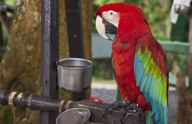 Bird Grooming and Exotic Pet Care In Sedalia, MO | Thompson Hills ...